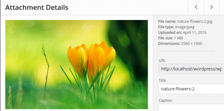 Ultimate Guide About Images in WordPress-I